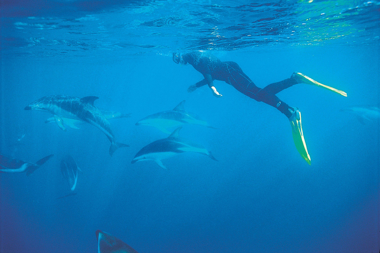 Dolphin Watching, Swim with Dolphins, Dolphin Encounter