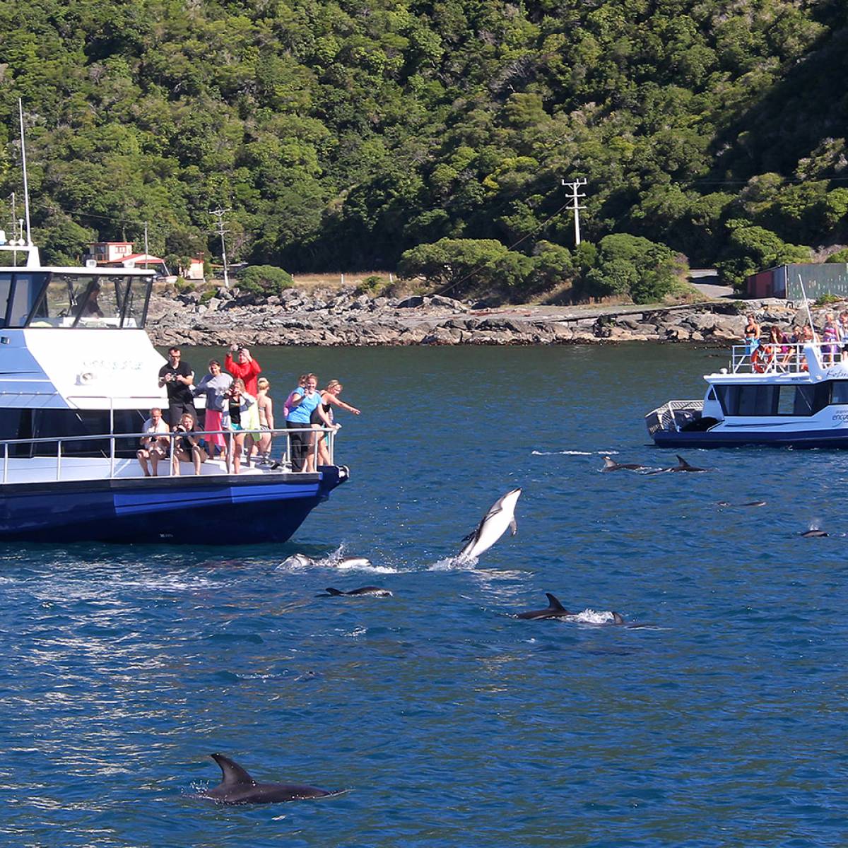 Our Modern Fleet | Dolphin Encounter New Zealand