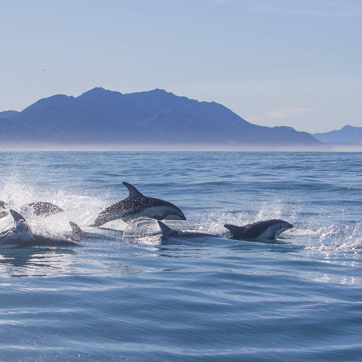 Our Deals & Packages | Dolphin Encounter