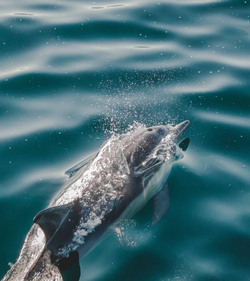 Home [www.dolphinencounter.co.nz]