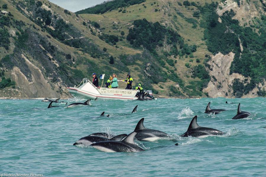 Our Story - Dolphin Encounter