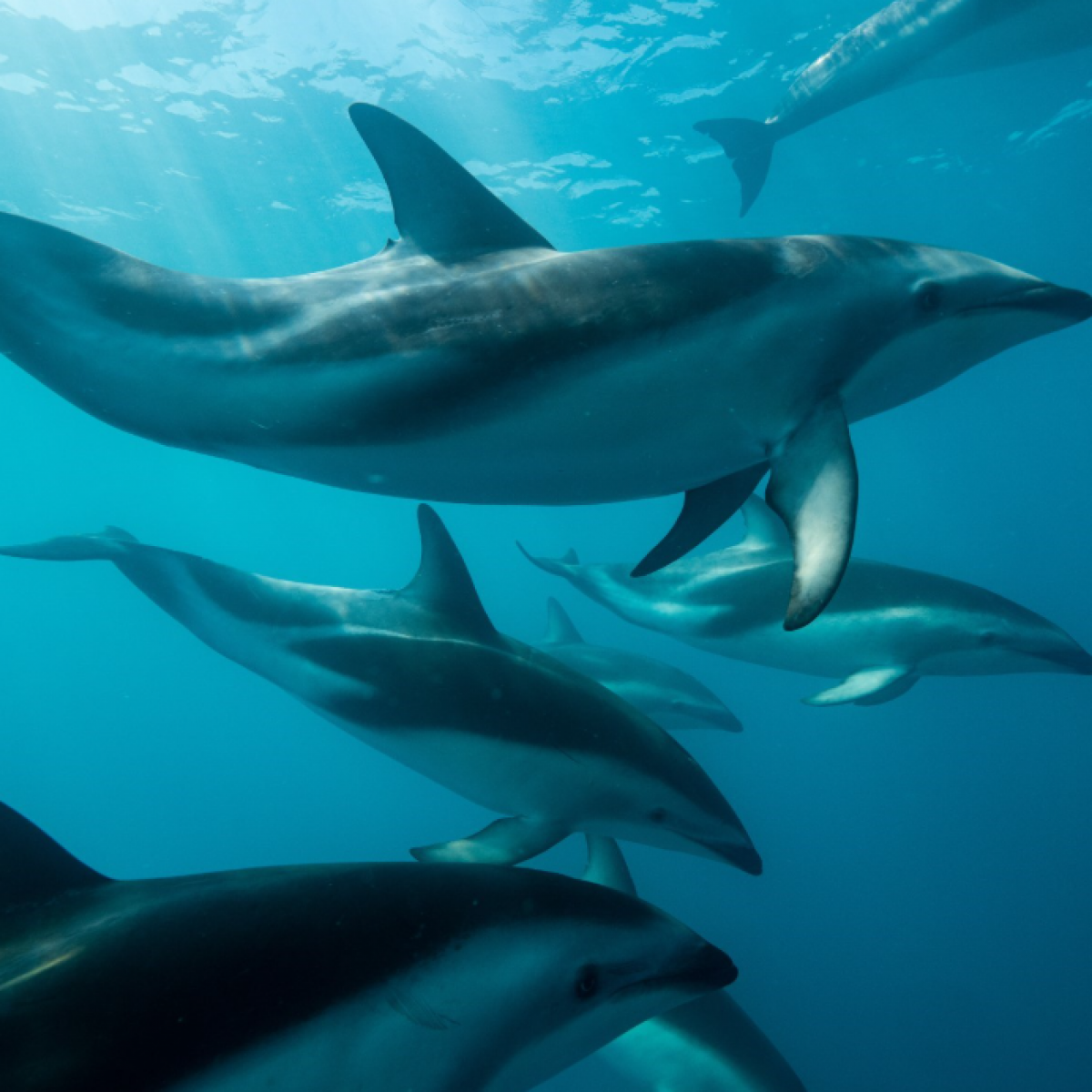 Dusky Dolphin Underwater Kaikoura | Best Places To Swim With Dolphins