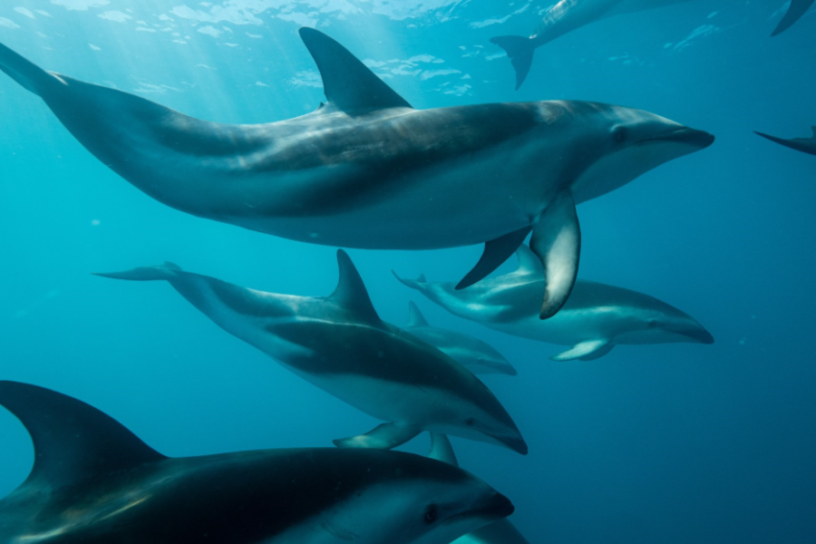Sustainability - Dolphin Encounter