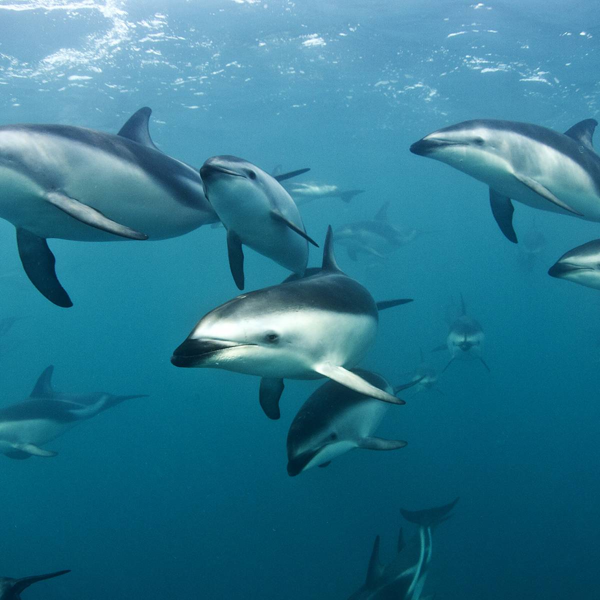 Home | Dolphin Tours | Dolphin Encounter NZ