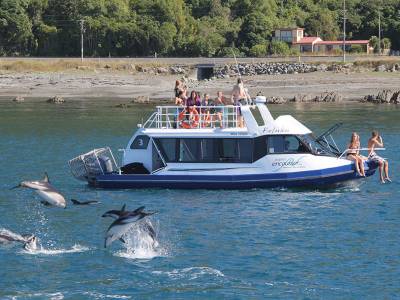 Our Story - Dolphin Encounter